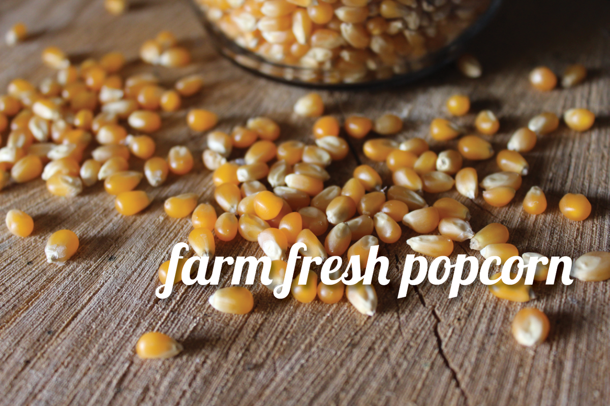 Re-launching website! – Free Day Popcorn Company